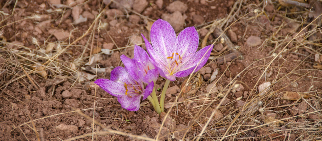 Location of activities - Plan Doiran